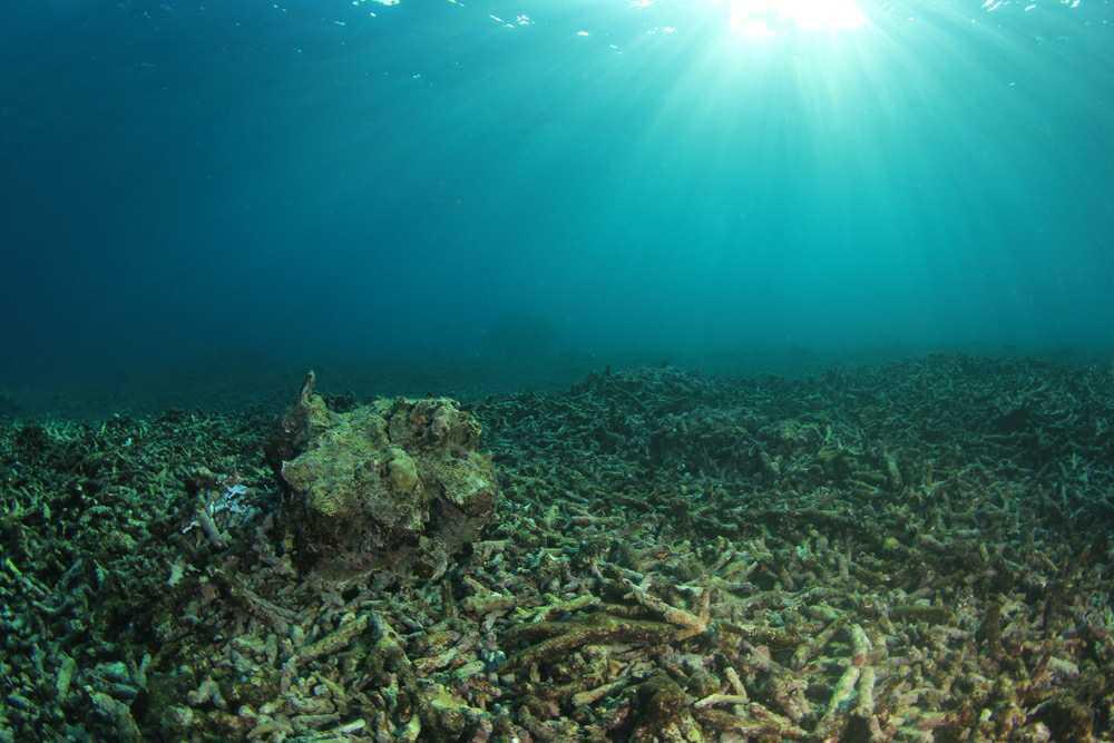 Otvoreno more - Zakiseljavanje oceana se nastavlja, a morski led se ...
