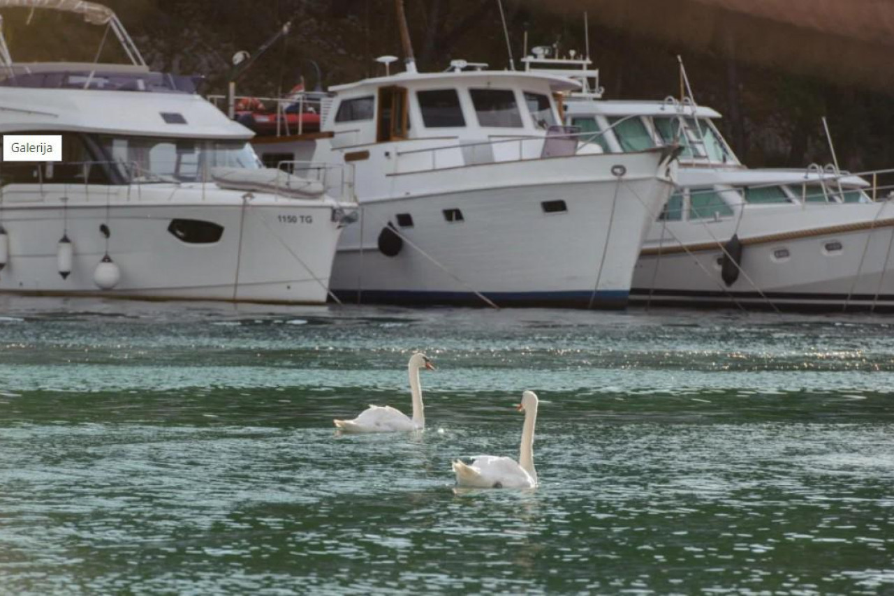 Slobodna Dalmacija - Turist iz Mađarske skočio s broda na labuda i ...
