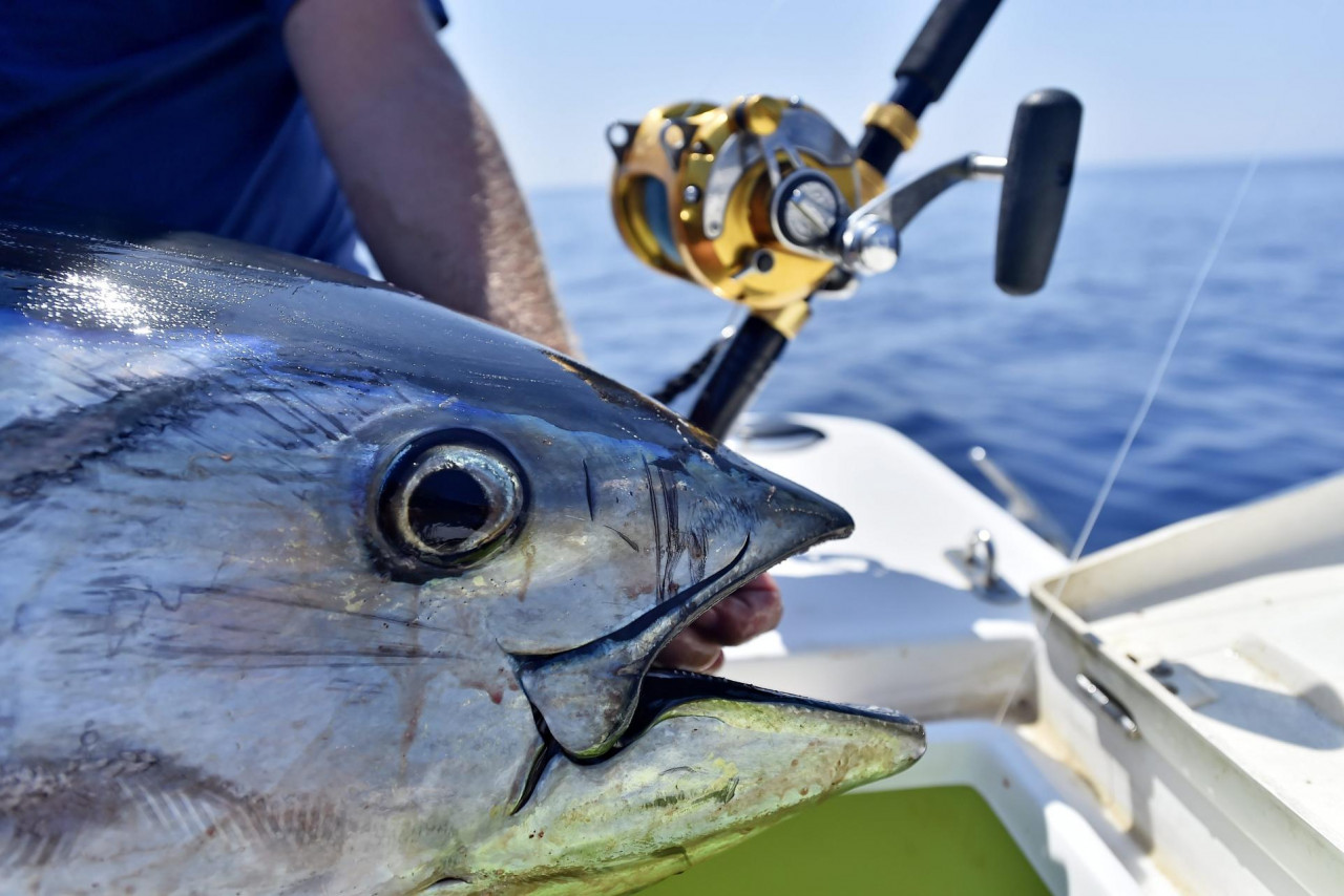 Otvoreno more - Tajni život tuna: splitski znanstvenici otkrivaju ...