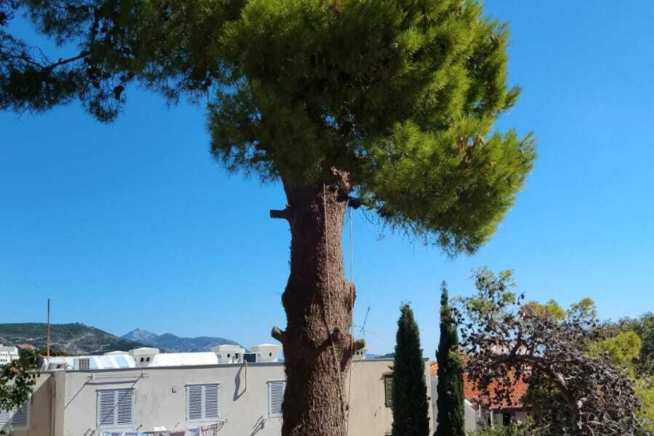 Dubrovački - Poznata sudbina gorostasa iz Hladnice kojeg su jučer od ...